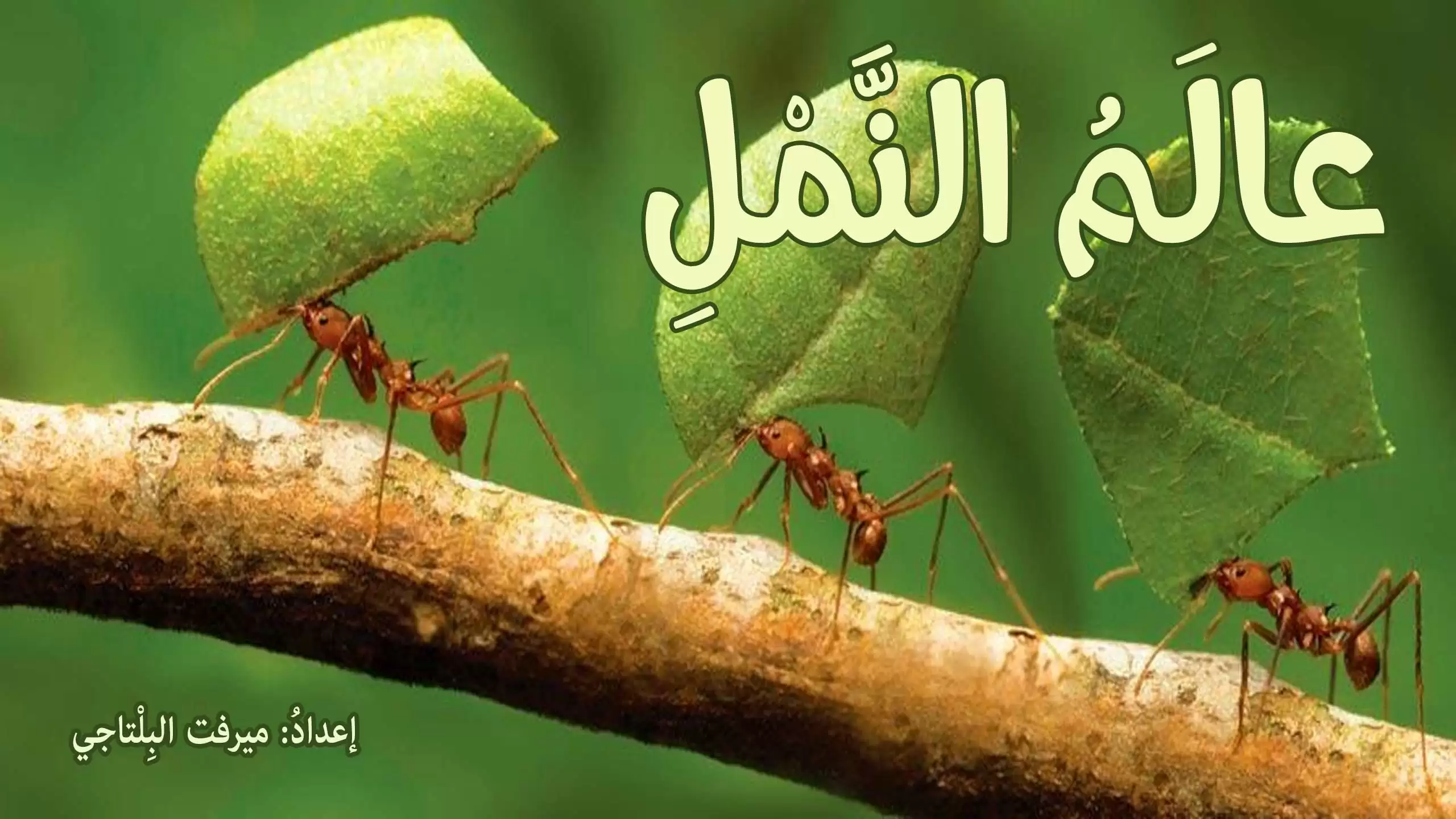 World Of Ants | Non-fiction for young adults