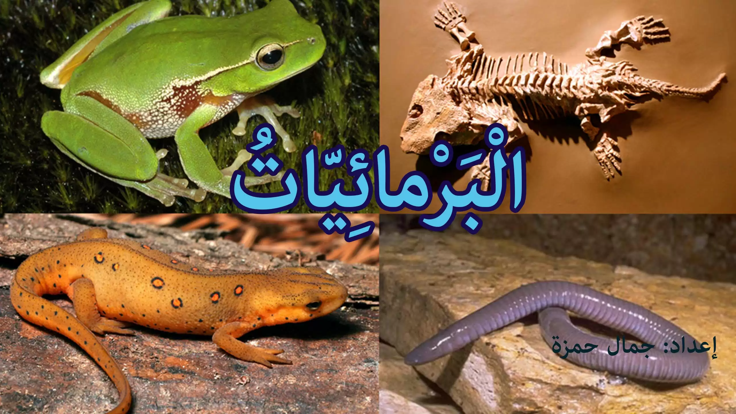 Amphibians | Children's informational books